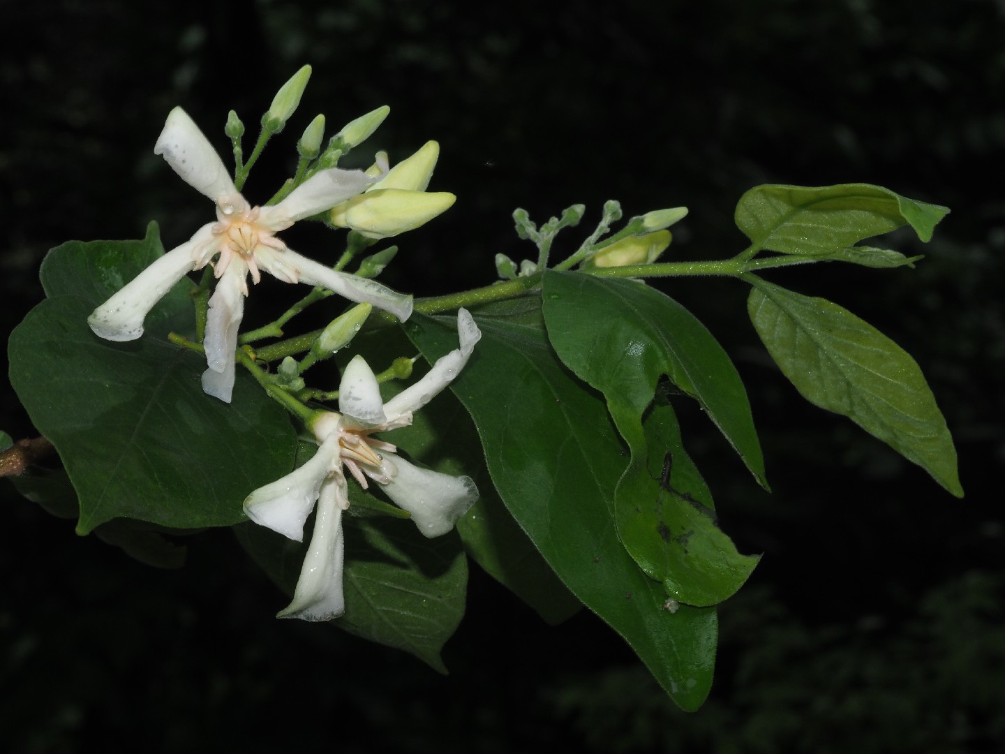 Wrightia pubescens Flower, Leaf, Care, Uses - PictureThis