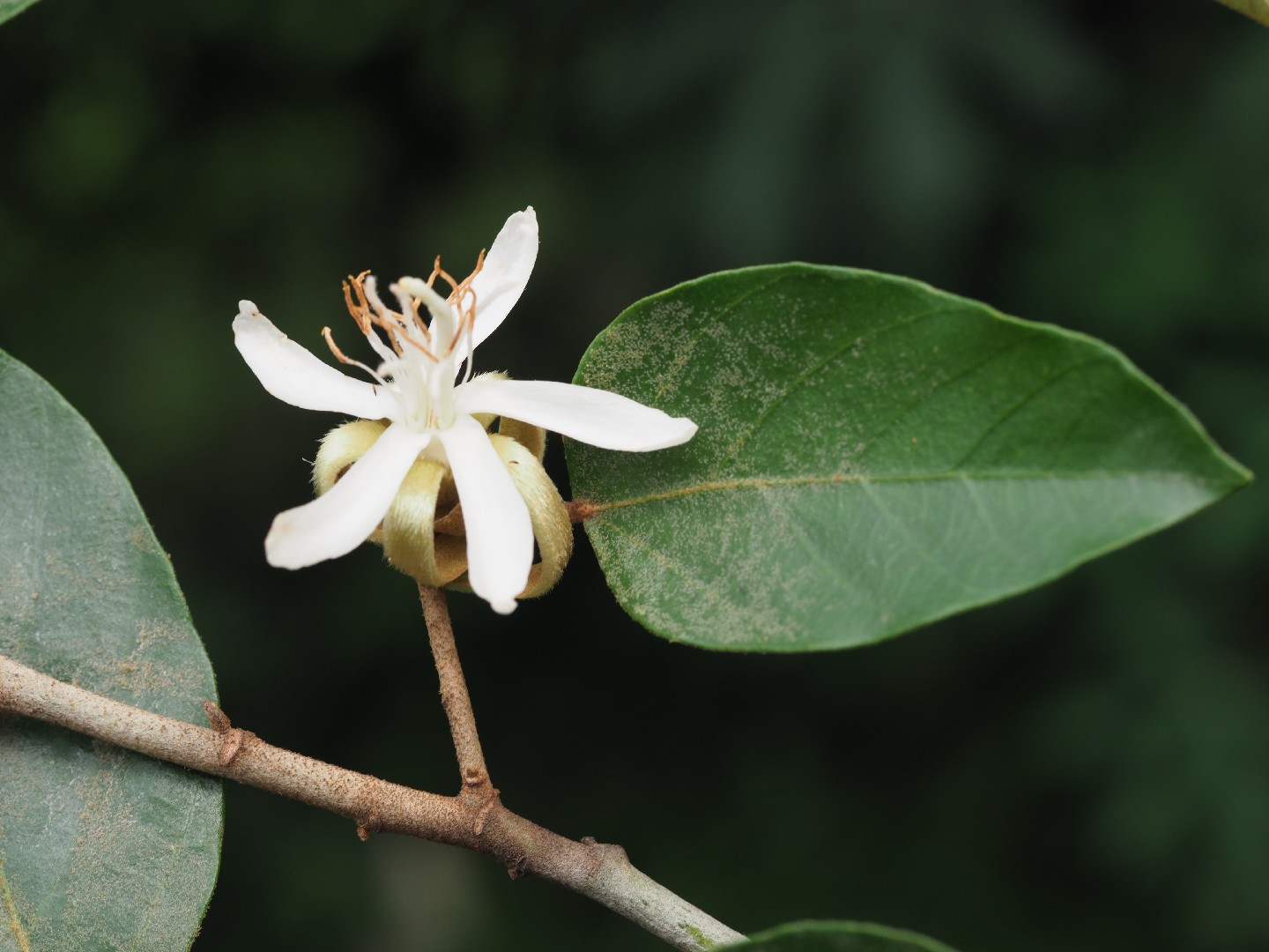 Pterospermum heterophyllum - PictureThis
