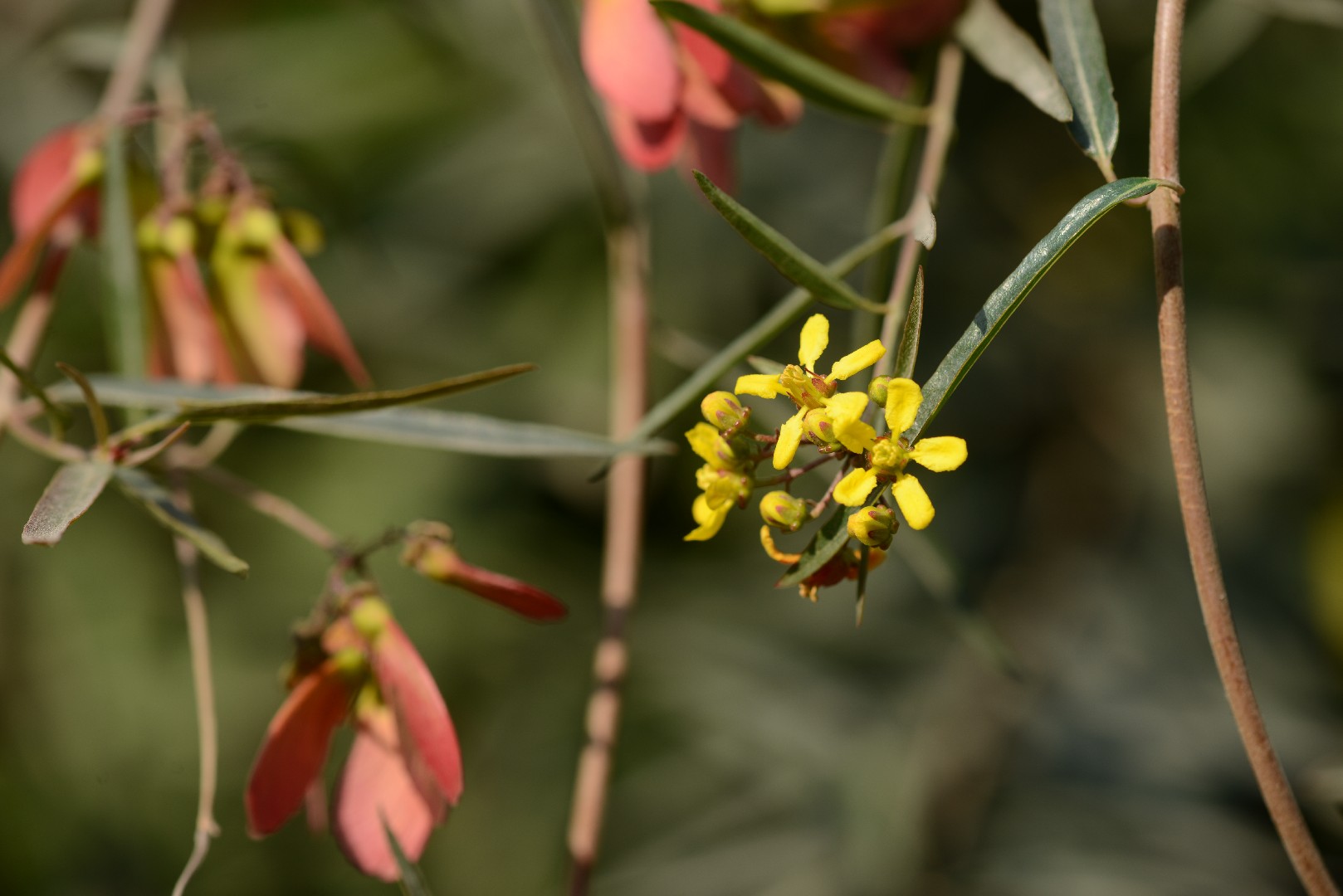 Red wing (Heteropterys glabra) Flower, Leaf, Care, Uses - PictureThis