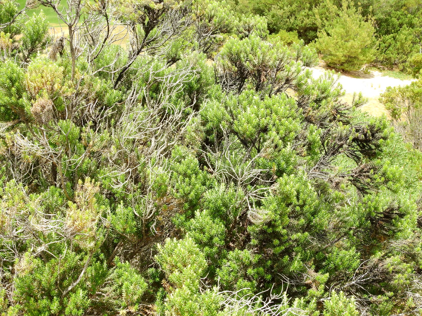 Epacris microphylla - PictureThis