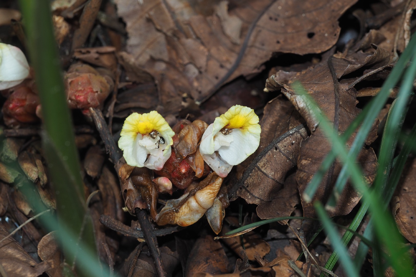 Cardamomo medicinal (Amomum villosum) - PictureThis