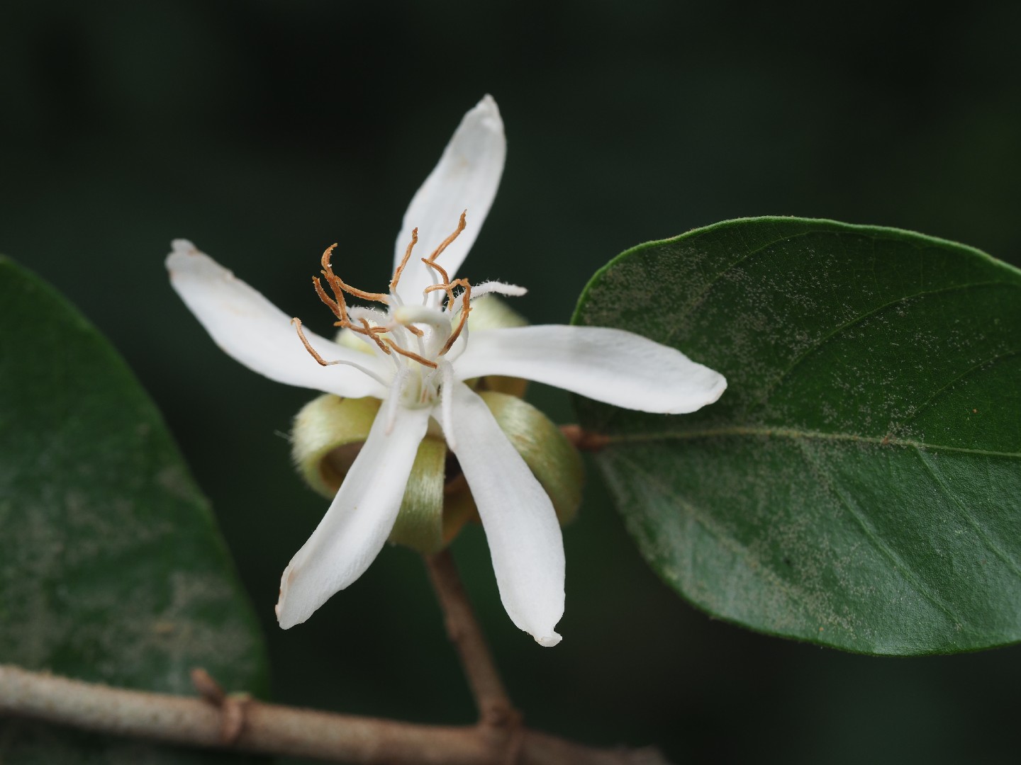 PictureThis - Pterospermum heterophyllum