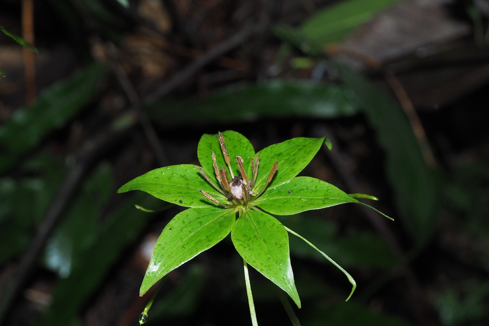 Paris polyphylla var. chinensis - PictureThis