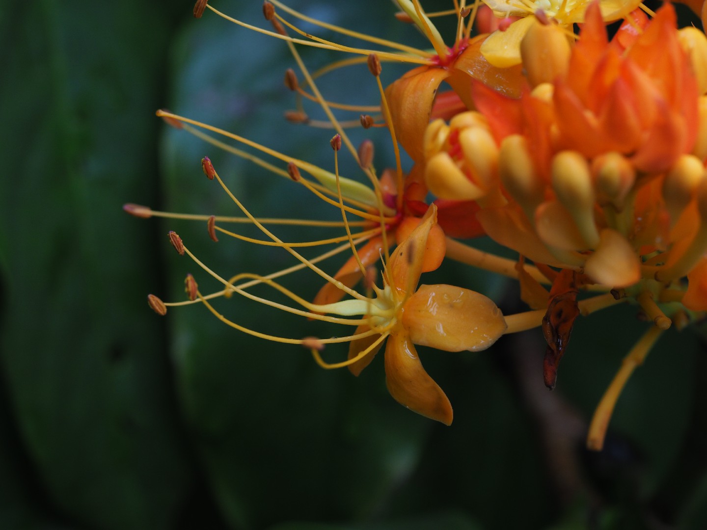 Saraca dives - PictureThis