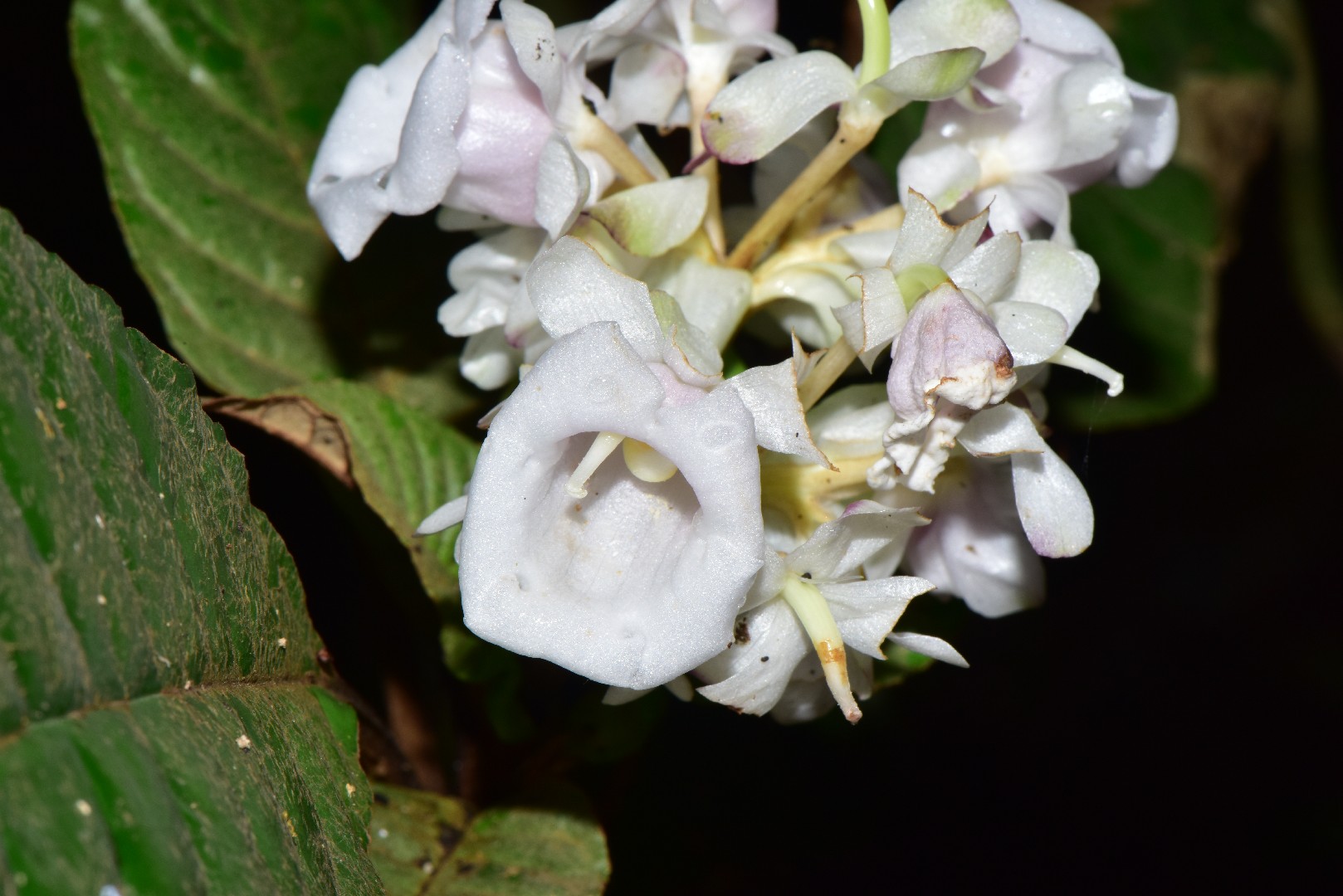 Paraboea sinensis - PictureThis