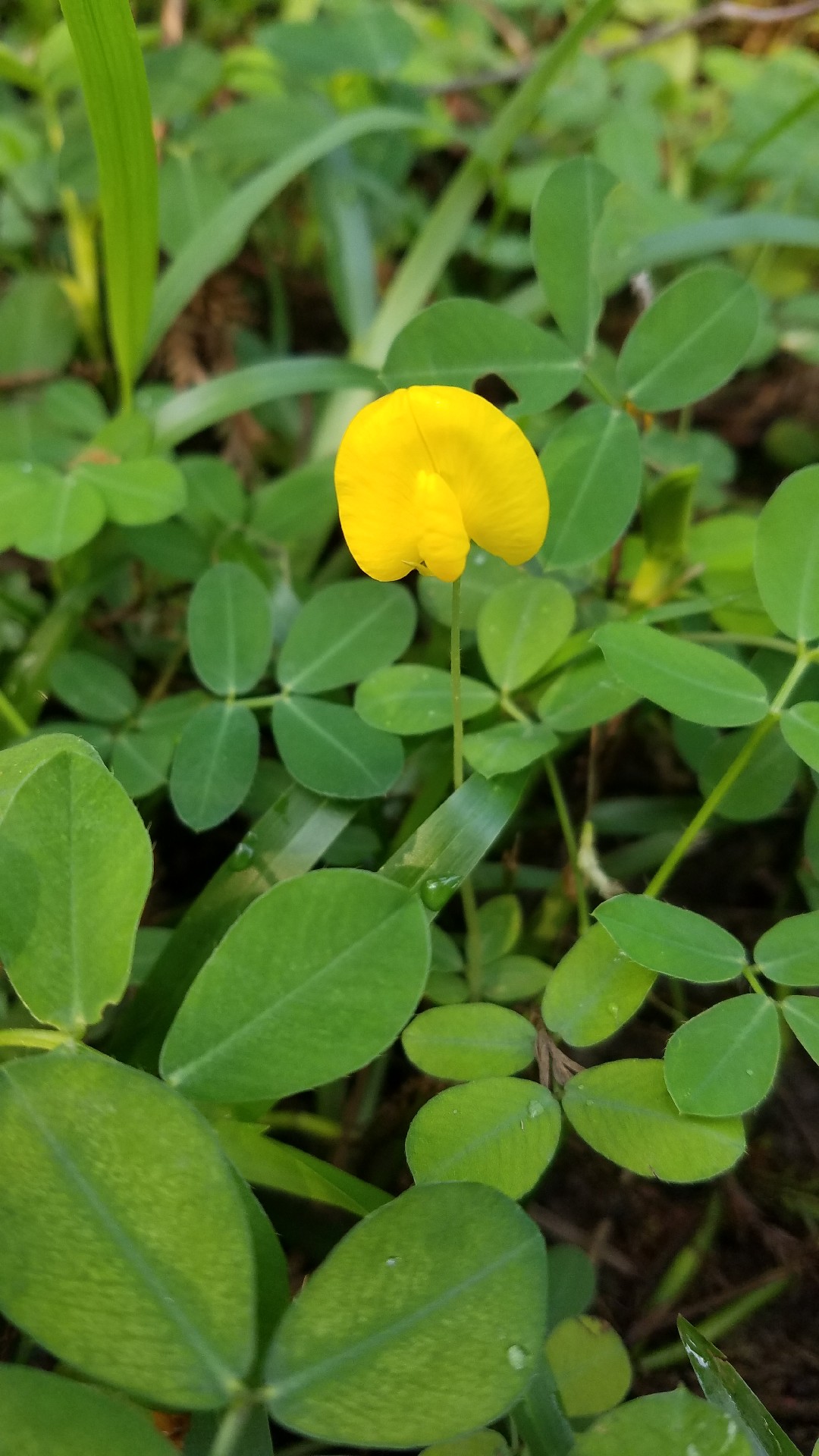 PictureThis - Arachis duranensis
