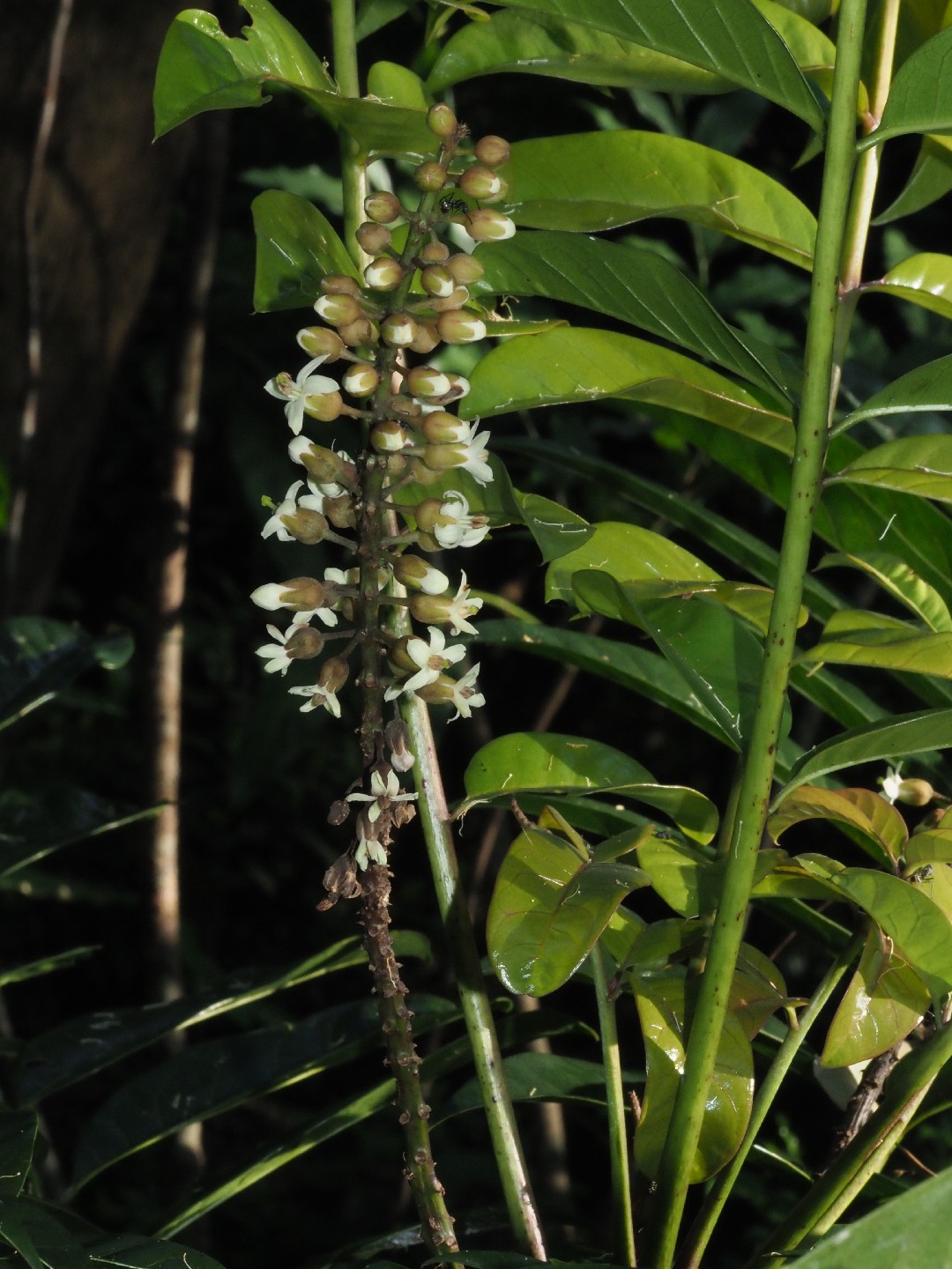 Bersama abyssinica - PictureThis