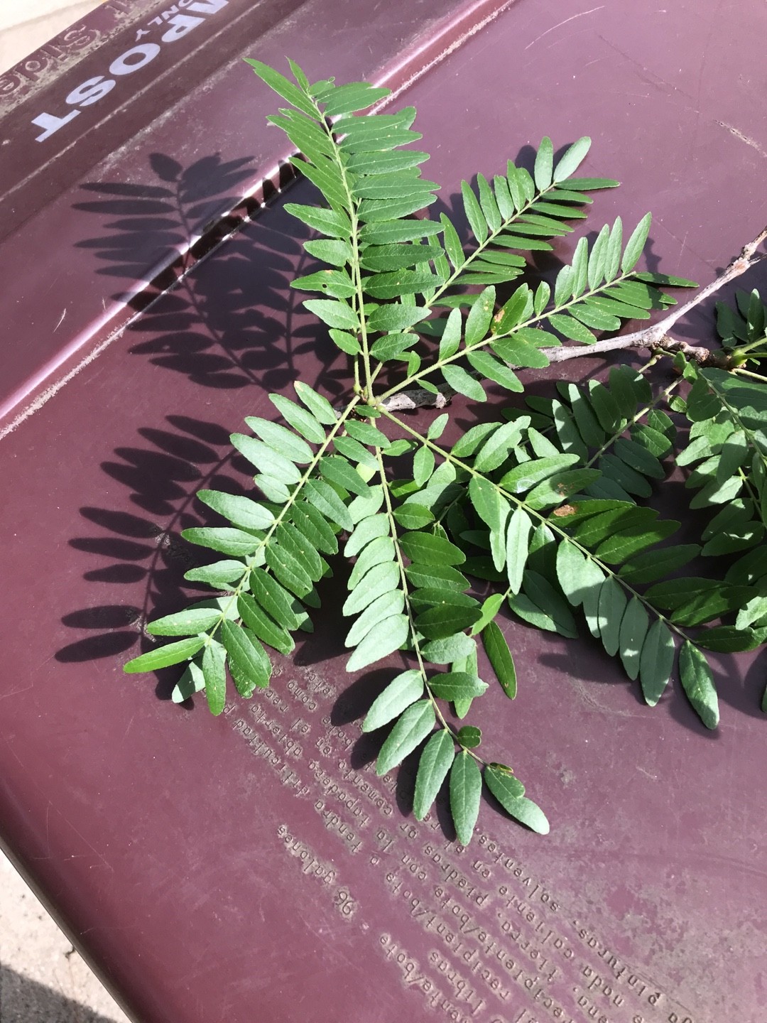 How to Plant and Grow Japanese honey locust(Gleditsia japonica)