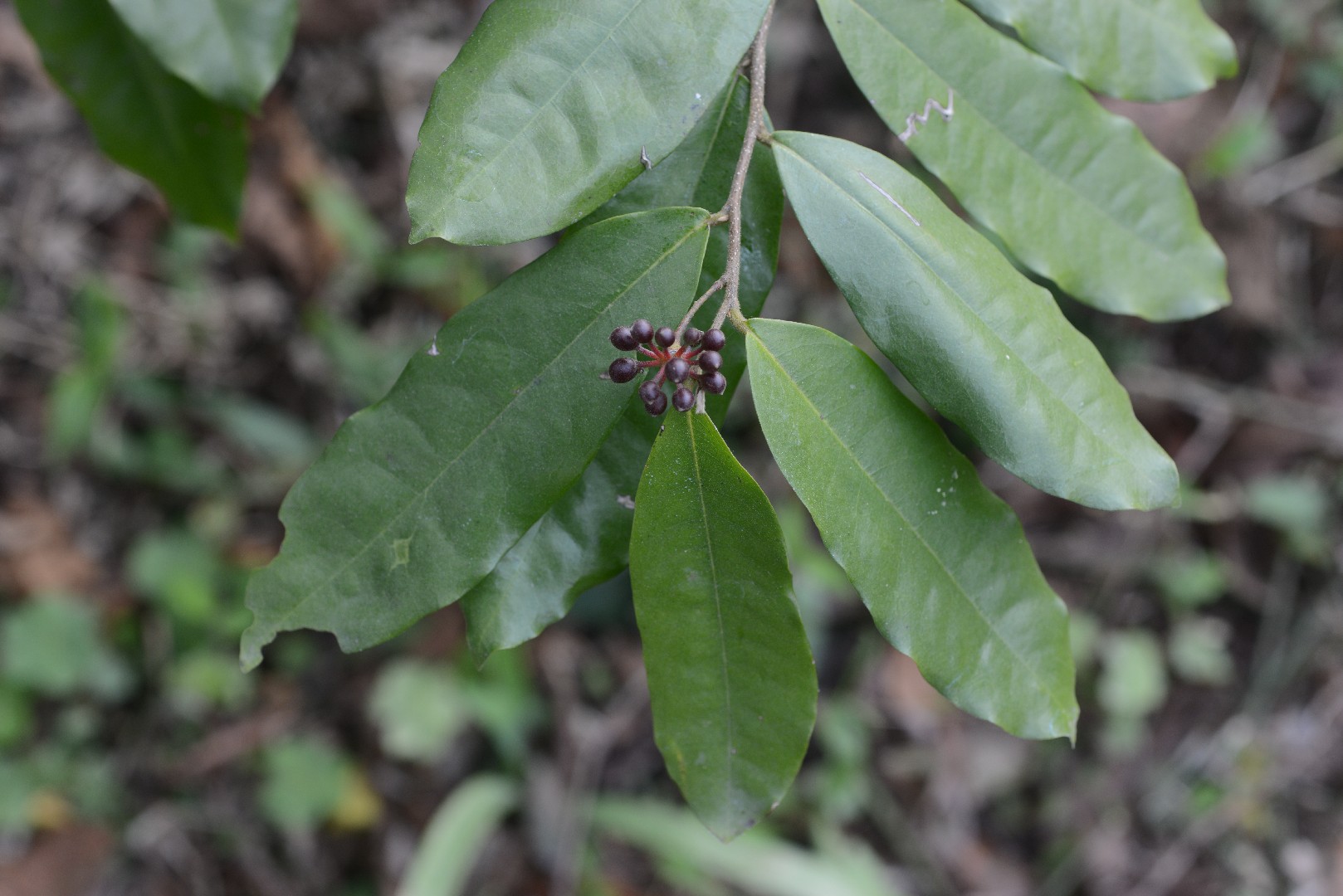 Polyalthia suberosa - PictureThis