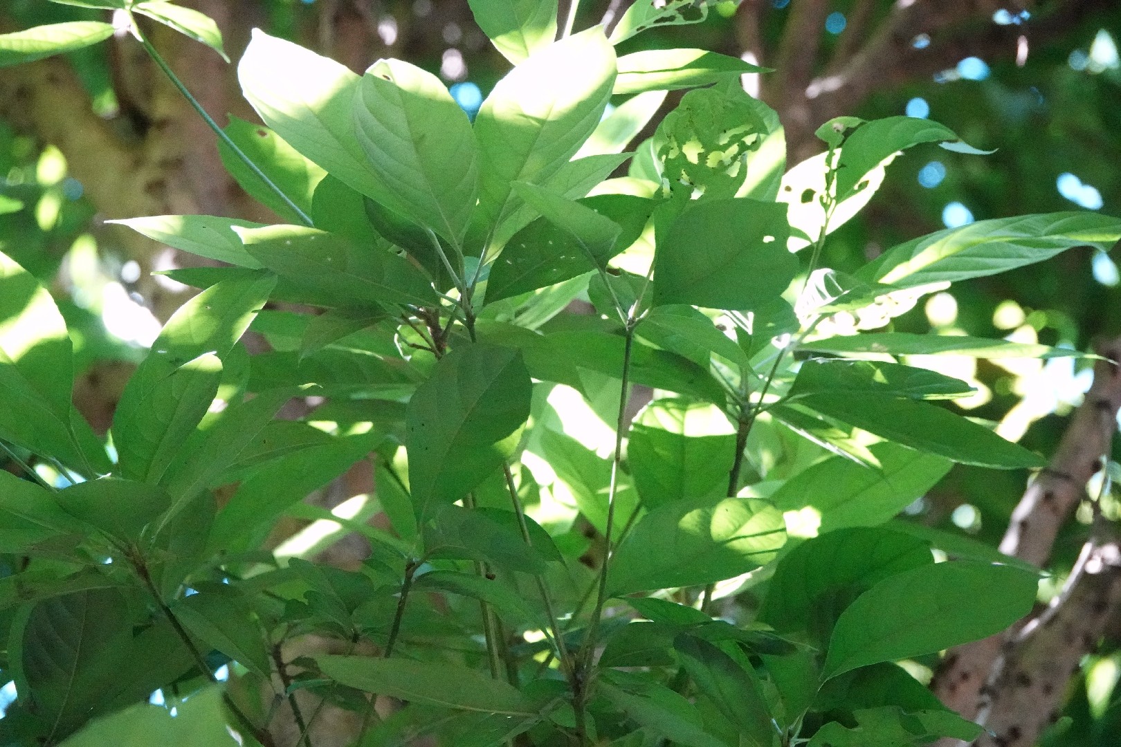 How to Plant and Grow Burmese grape(Baccaurea ramiflora)