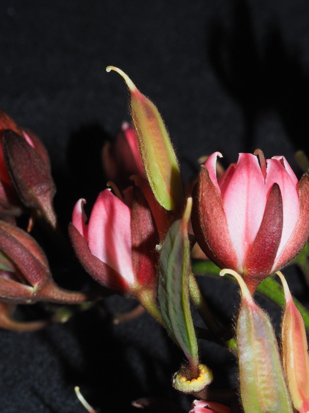 サネブトナツメ (Zenia insignis) 花言葉，毒性，よくある質問 - PictureThis