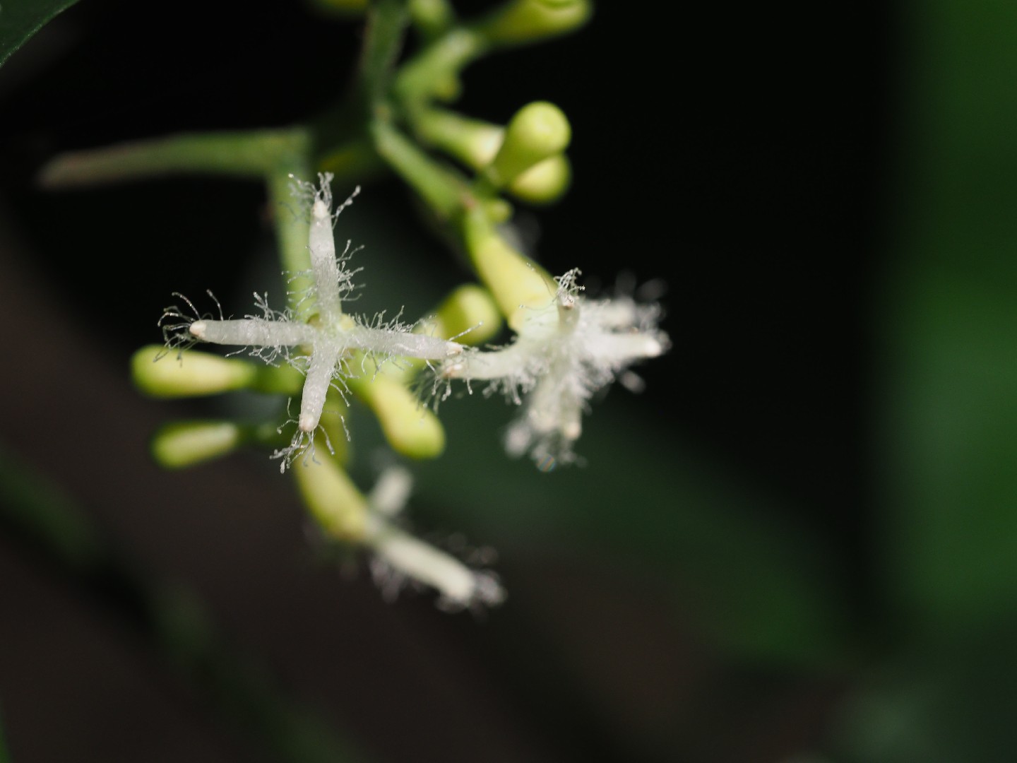 Gomphandra tetrandra - PictureThis