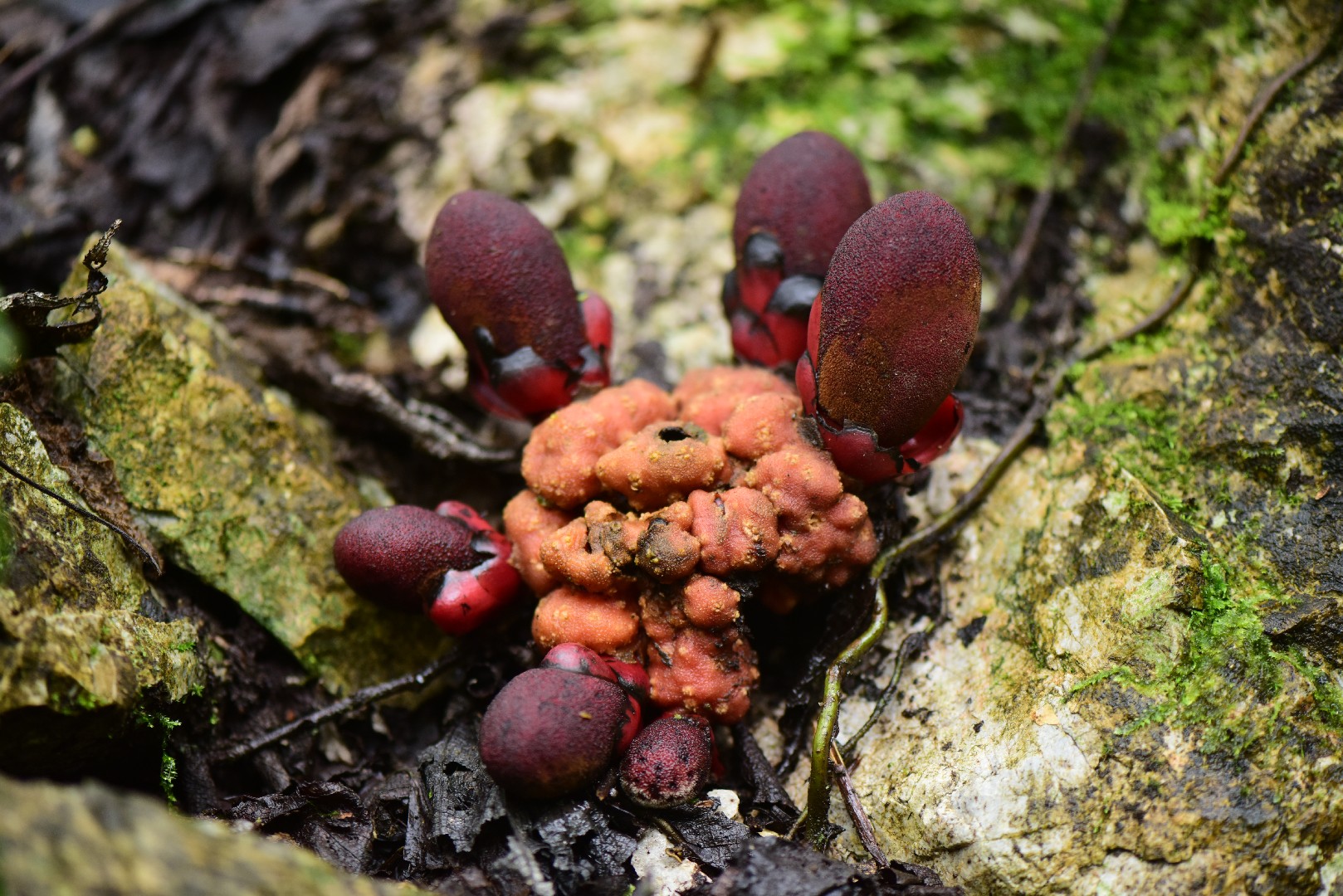 Balanophora laxiflora Flower, Leaf, Care, Uses - PictureThis