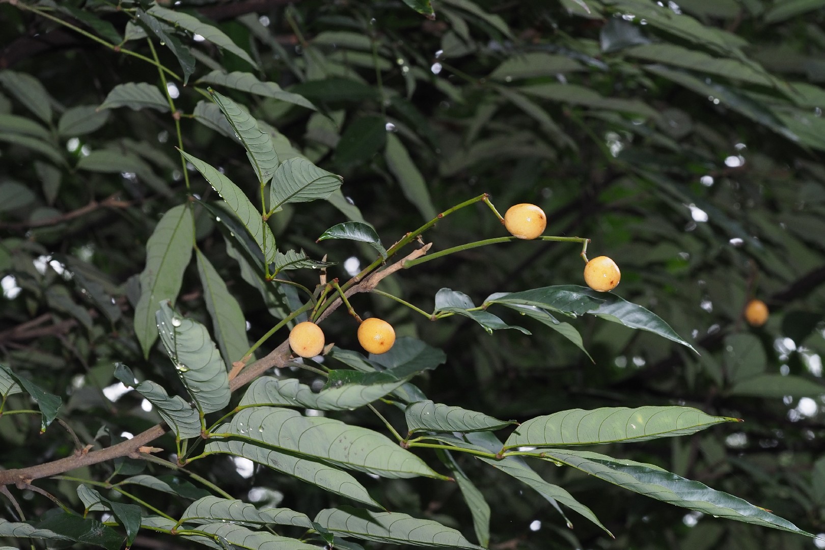 Walsura Flower, Leaf, Care, Uses - PictureThis