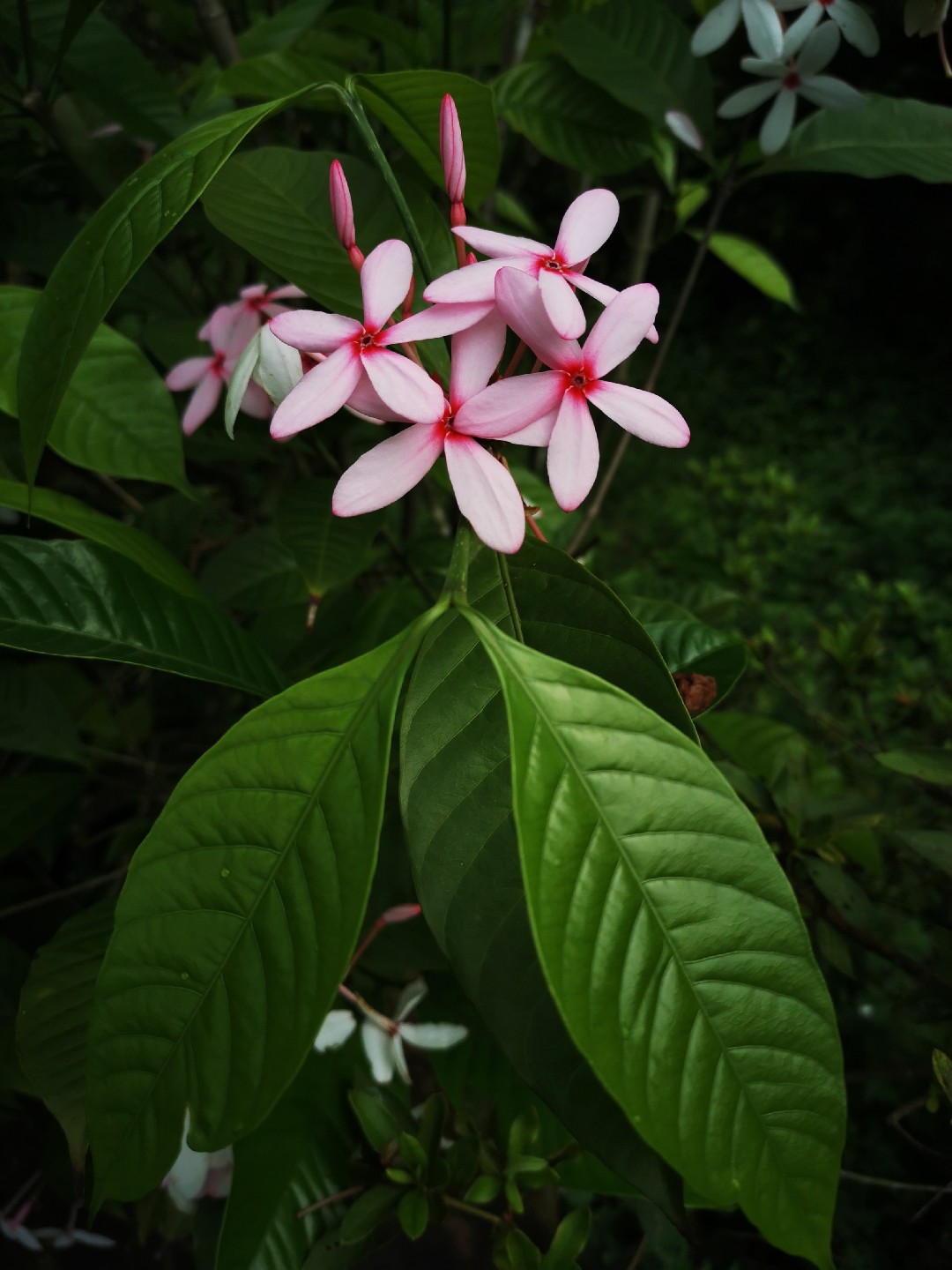 Kopsia fruticosa - PictureThis