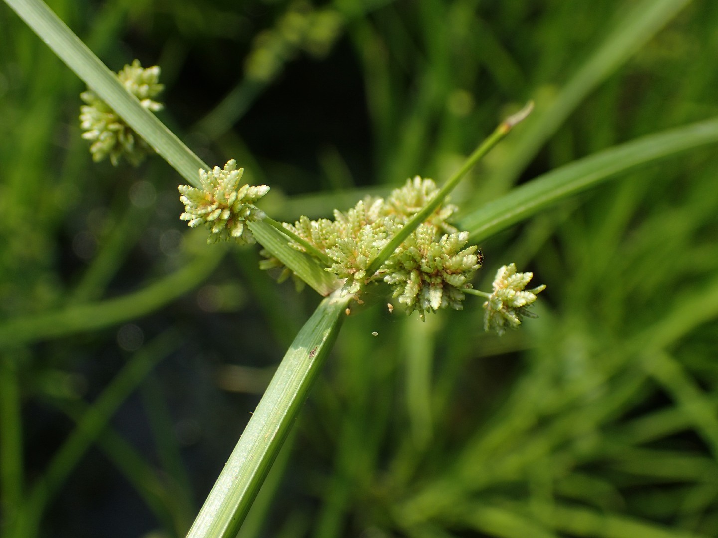 Cyperus Difformis