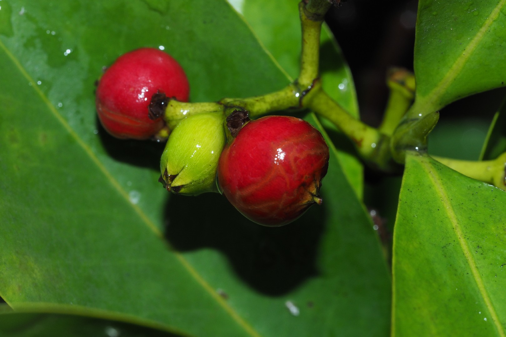 How to Plant and Grow Freshwater mangrove(Carallia brachiata)
