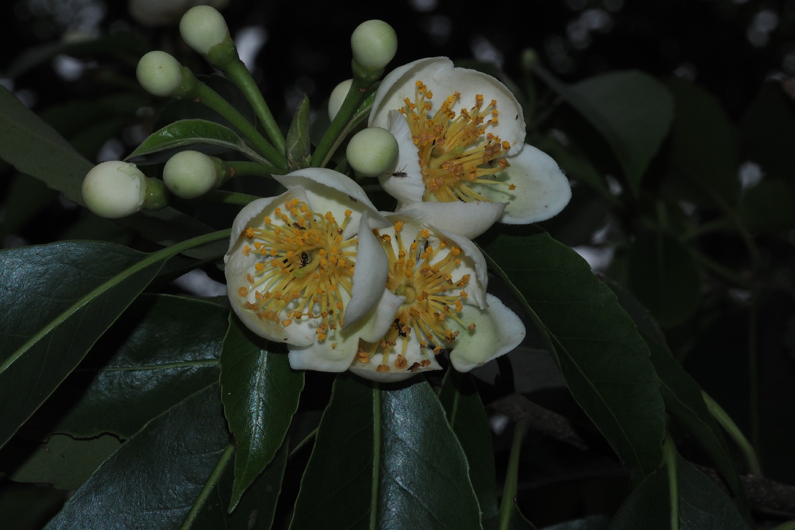 Chinese guger tree (Schima superba) Flower, Leaf, Care, Uses - PictureThis