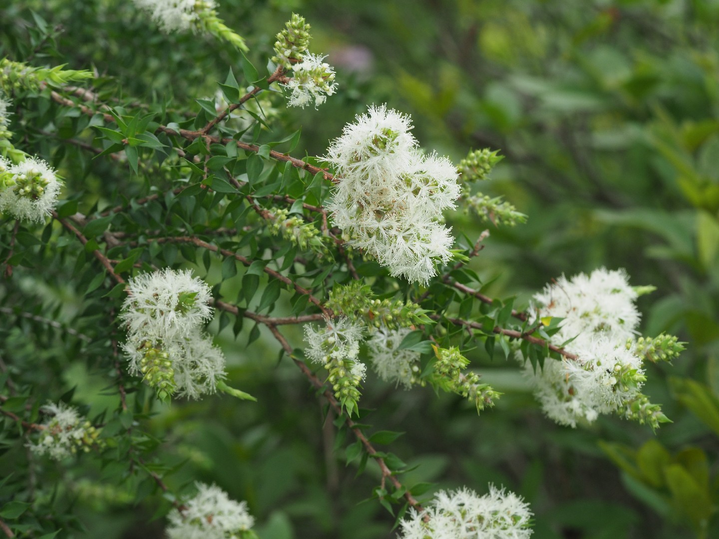 Prickly-leaved paperbark (Melaleuca styphelioides) Flower, Leaf, Care ...