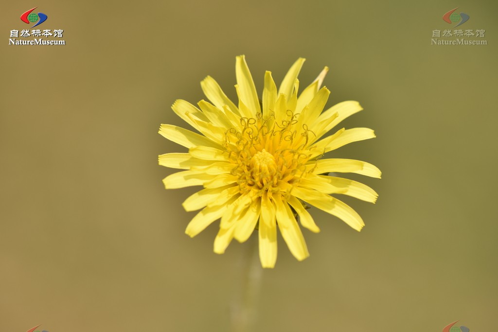 Dandelion (Taraxacum mongolicum) Flower, Leaf, Care, Uses - PictureThis