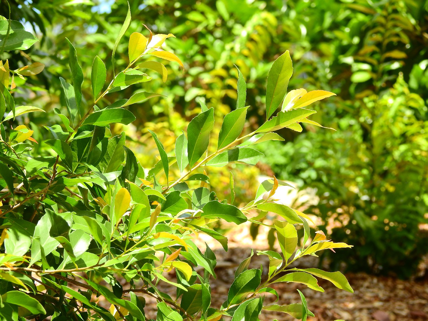 Elaeocarpus (Elaeocarpaceae) Flower, Leaf, Care, Uses - PictureThis