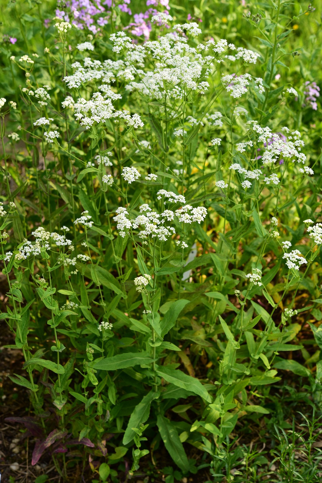 Peltaria alliacea - PictureThis