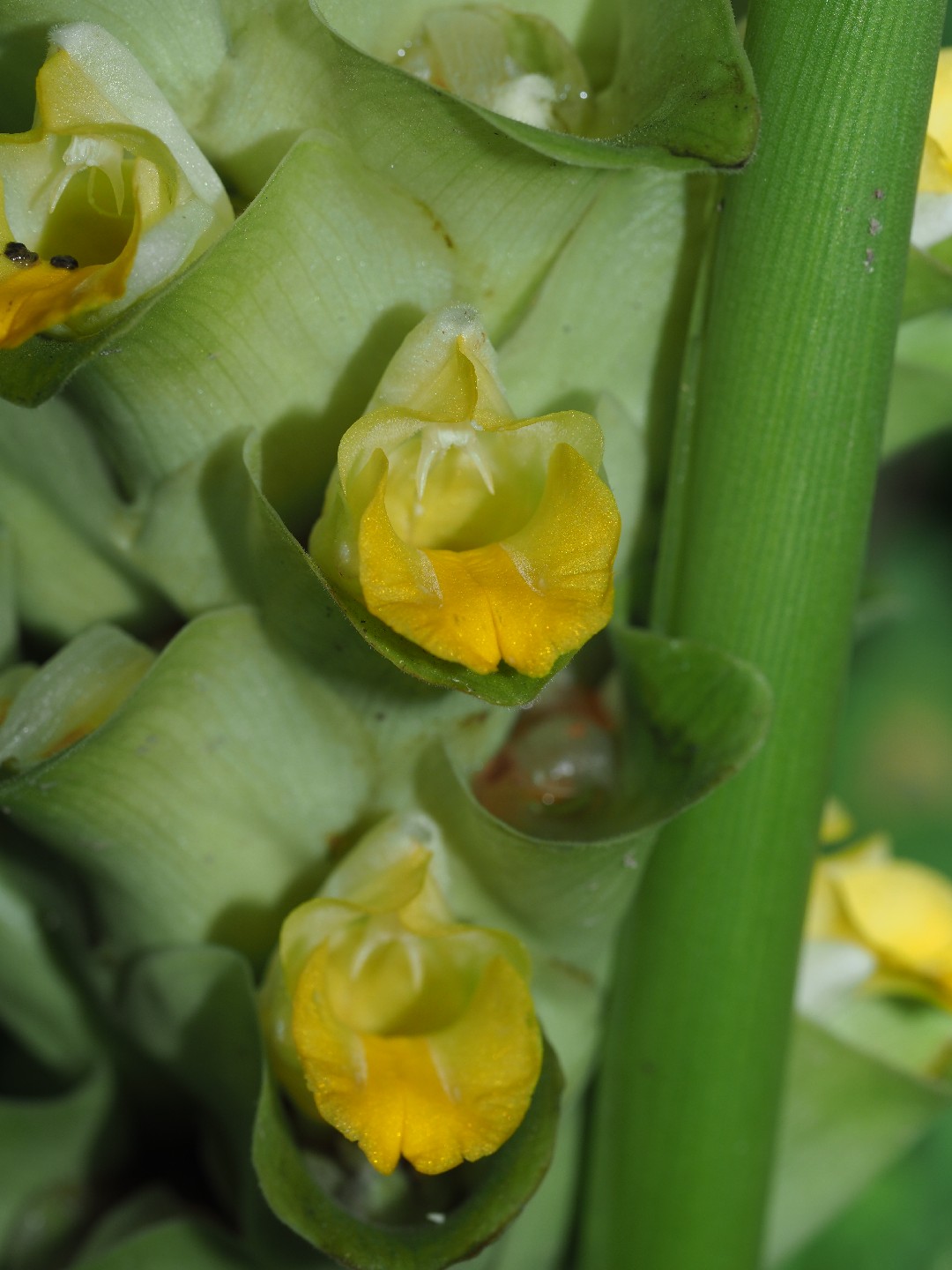 Curcuma aromatica - PictureThis