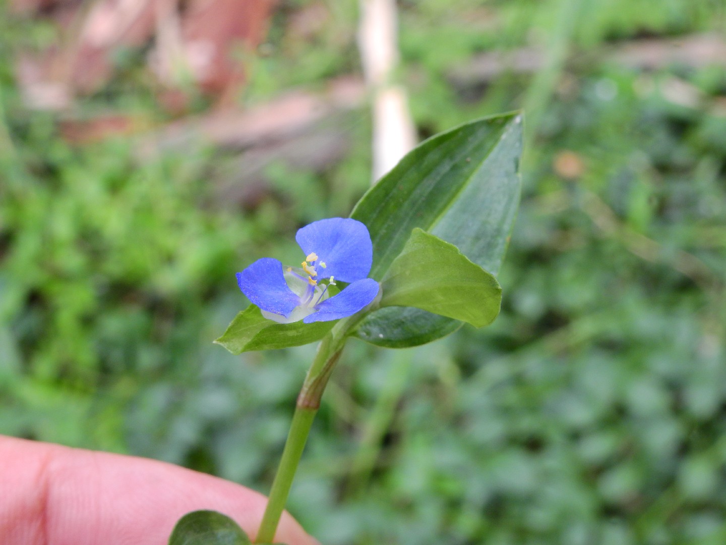 Commelina cyanea - PictureThis