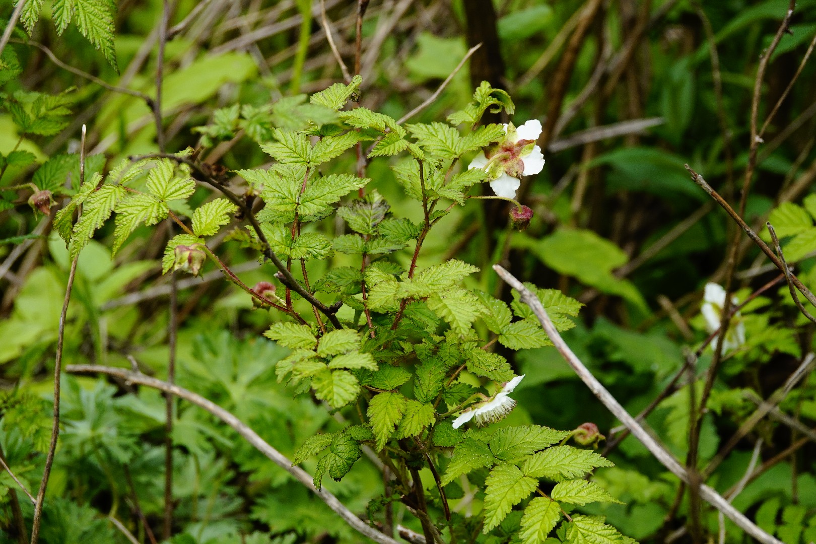 Rubus amabilis - PictureThis