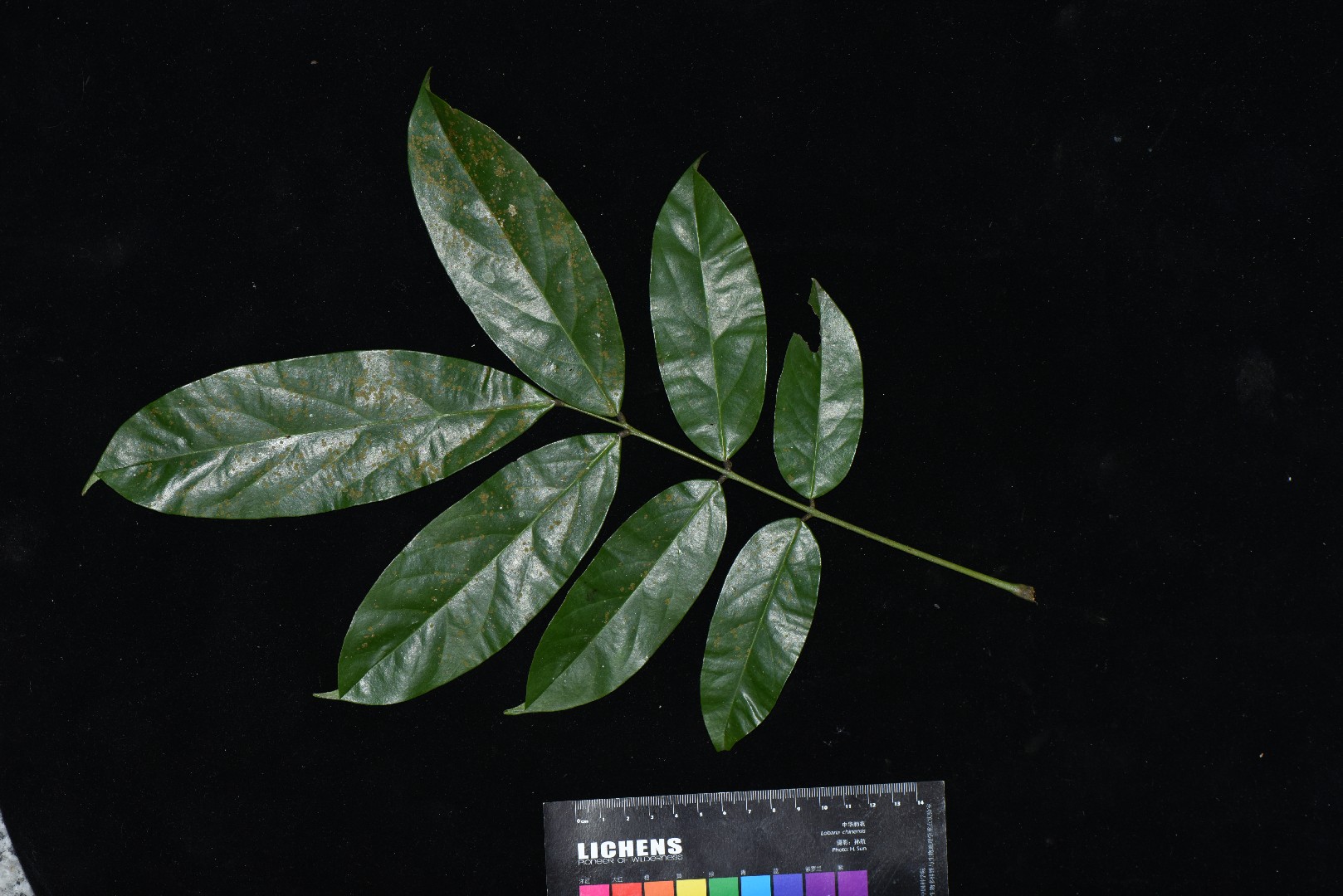 Connarus paniculatus - PictureThis