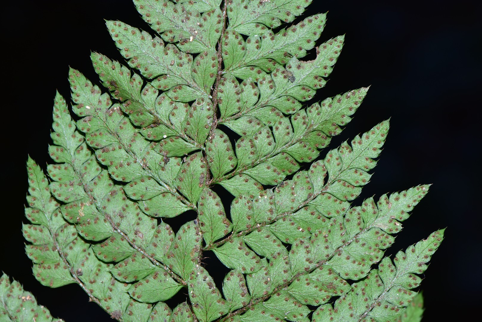 Two-color-scale holly fern (Polystichum pseudomakinoi) Flower, Leaf ...