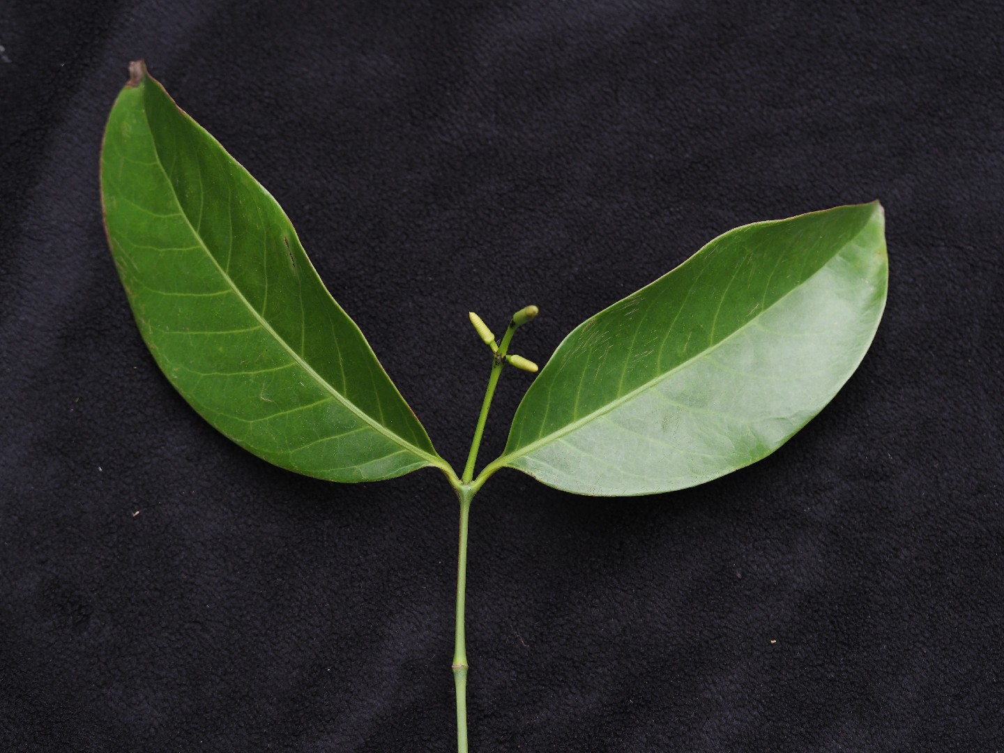 Gnetum parvifolium - PictureThis