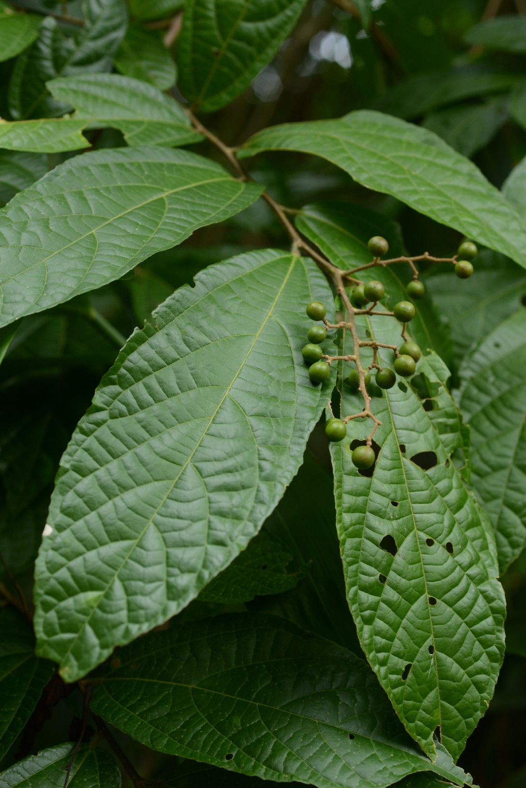 Microcos paniculata - PictureThis