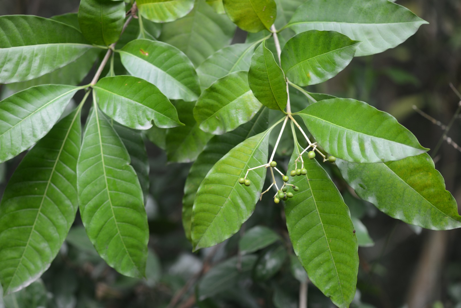Poison devil's-pepper (Rauvolfia vomitoria) Flower, Leaf, Care, Uses ...
