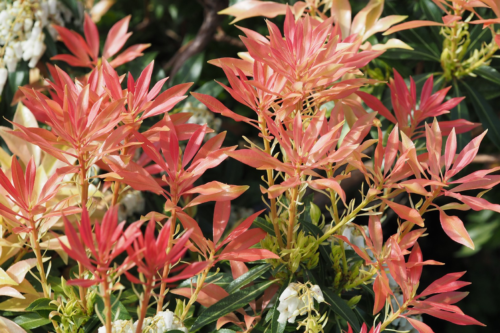 Mountain fetterbush (Pieris floribunda) Flower, Leaf, Care, Uses ...