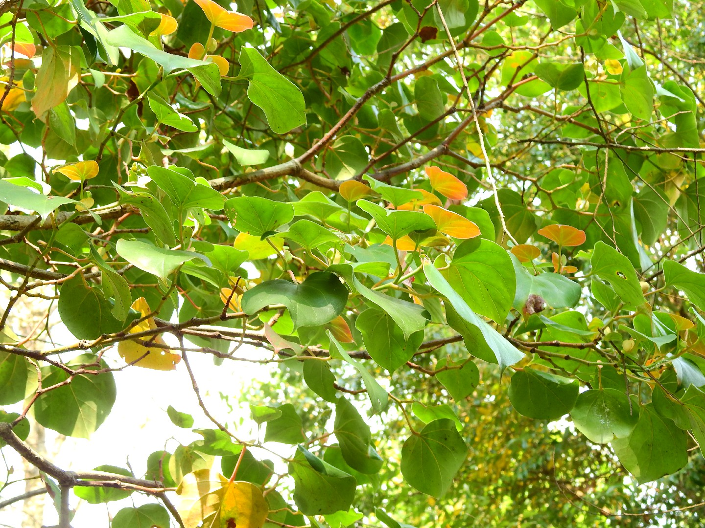 How to Plant and Grow Pipli tree(Exbucklandia populnea)