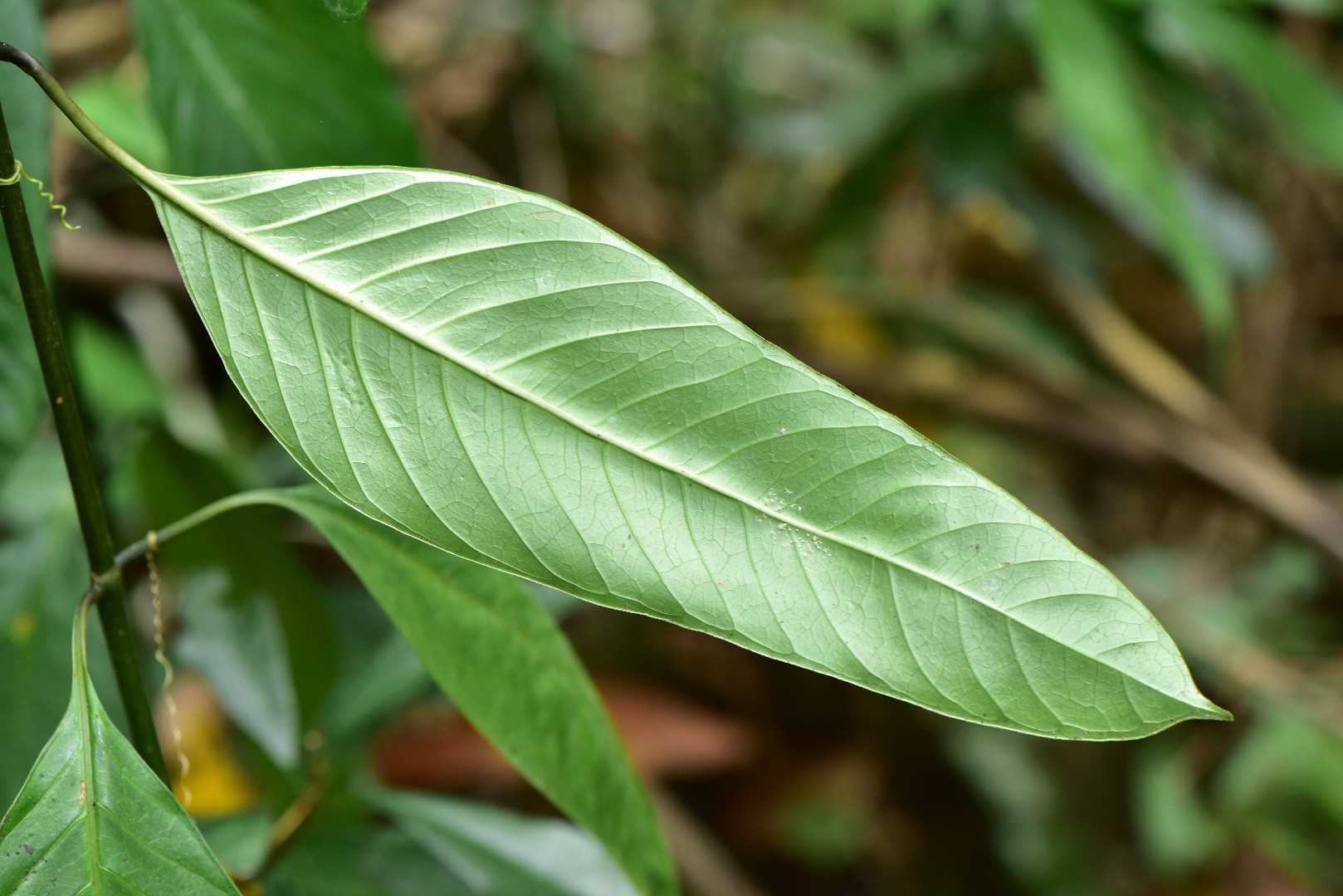 Curved flower woody chassalia (Chassalia curviflora) Flower, Leaf, Care ...