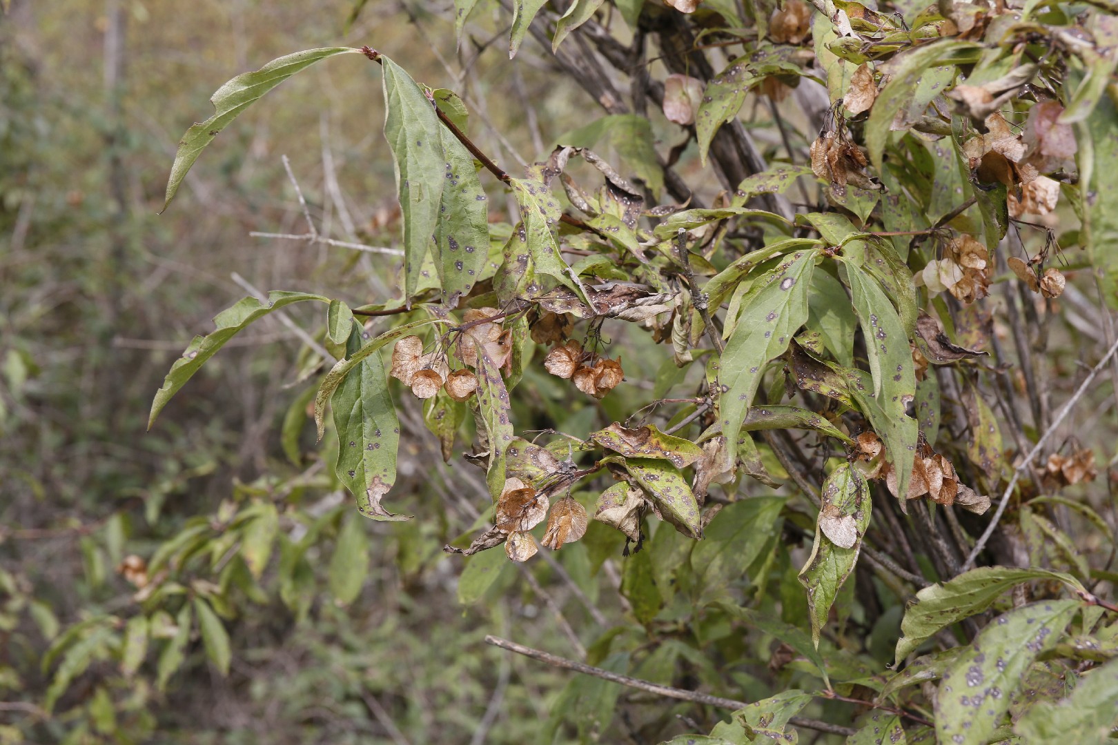 Дипелта юннаньская (Dipelta yunnanensis) - PictureThis