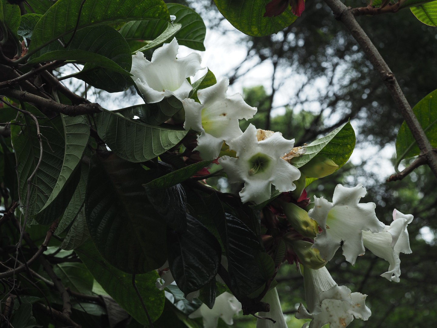 Бьюмонтия крупноцветковая (Beaumontia grandiflora) - PictureThis