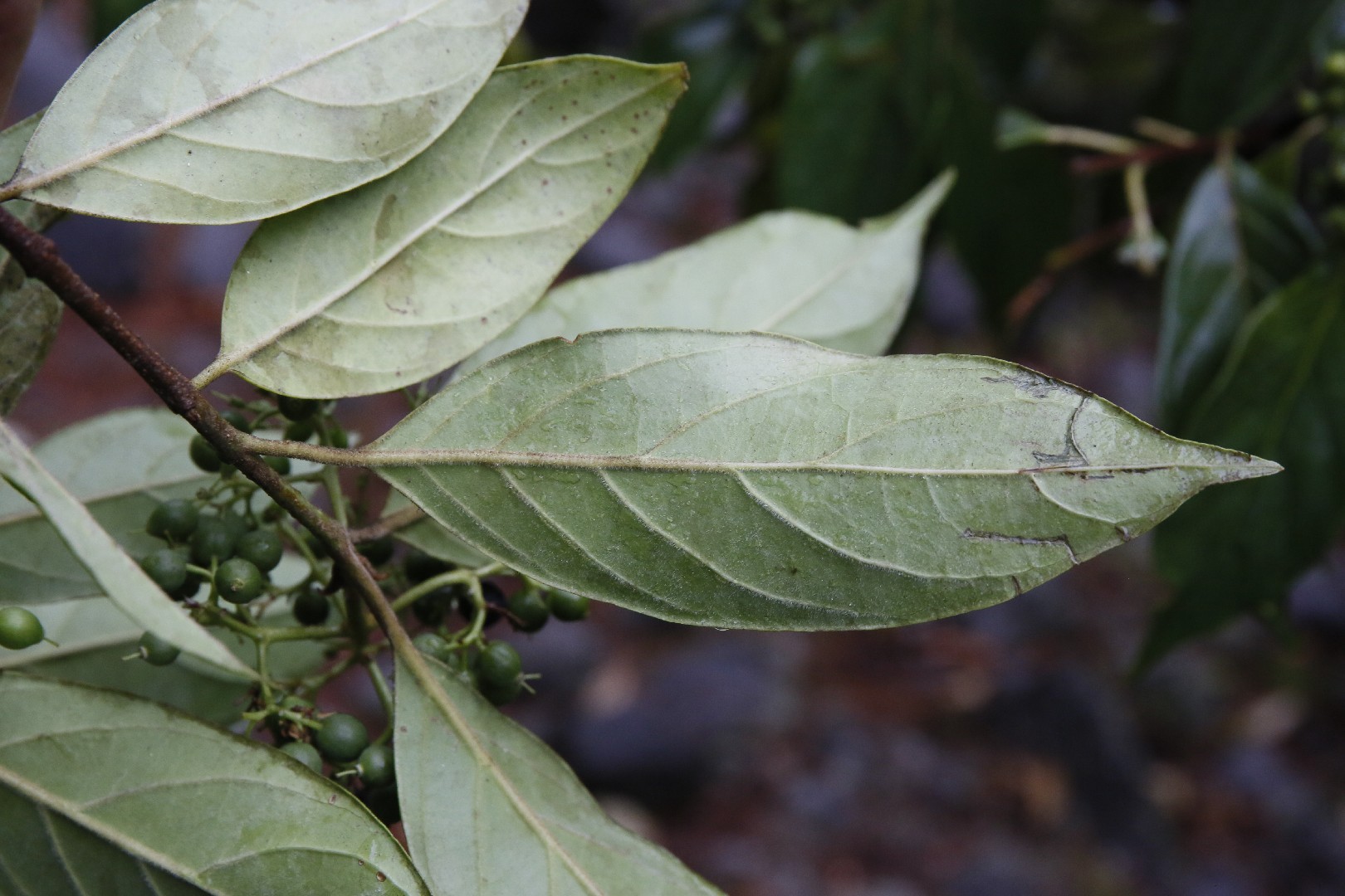 Cornus oblonga - PictureThis