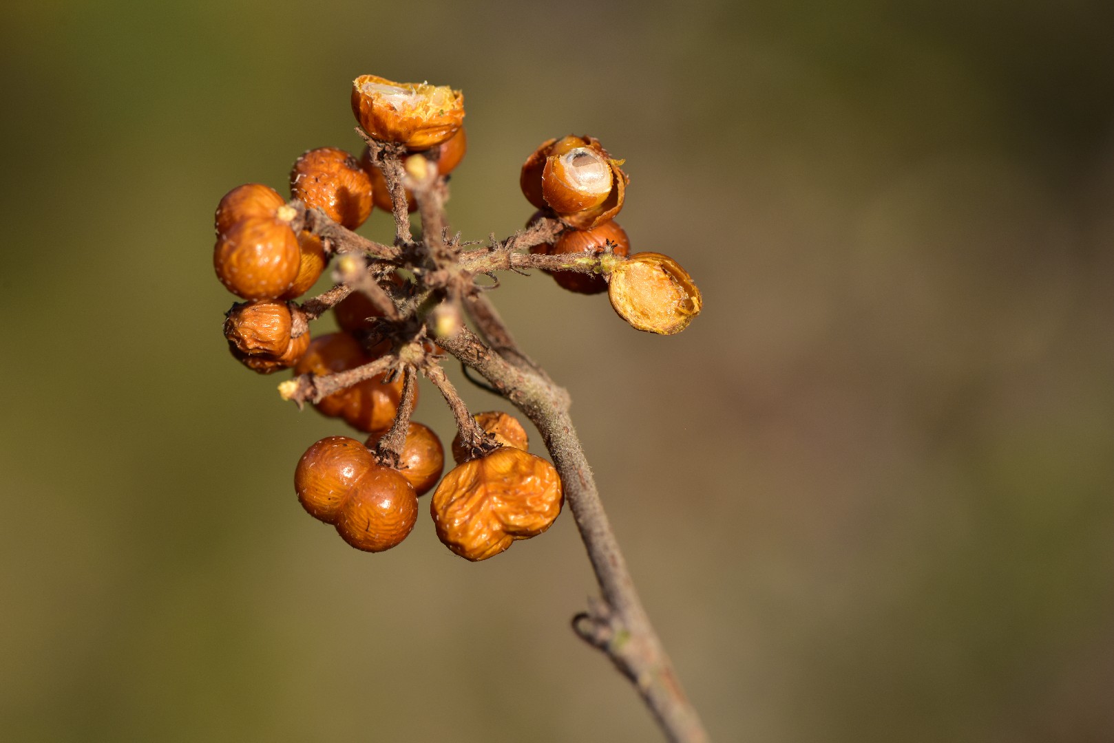 Bilobed grewia (Grewia biloba var. parviflora) Flower, Leaf, Care, Uses ...