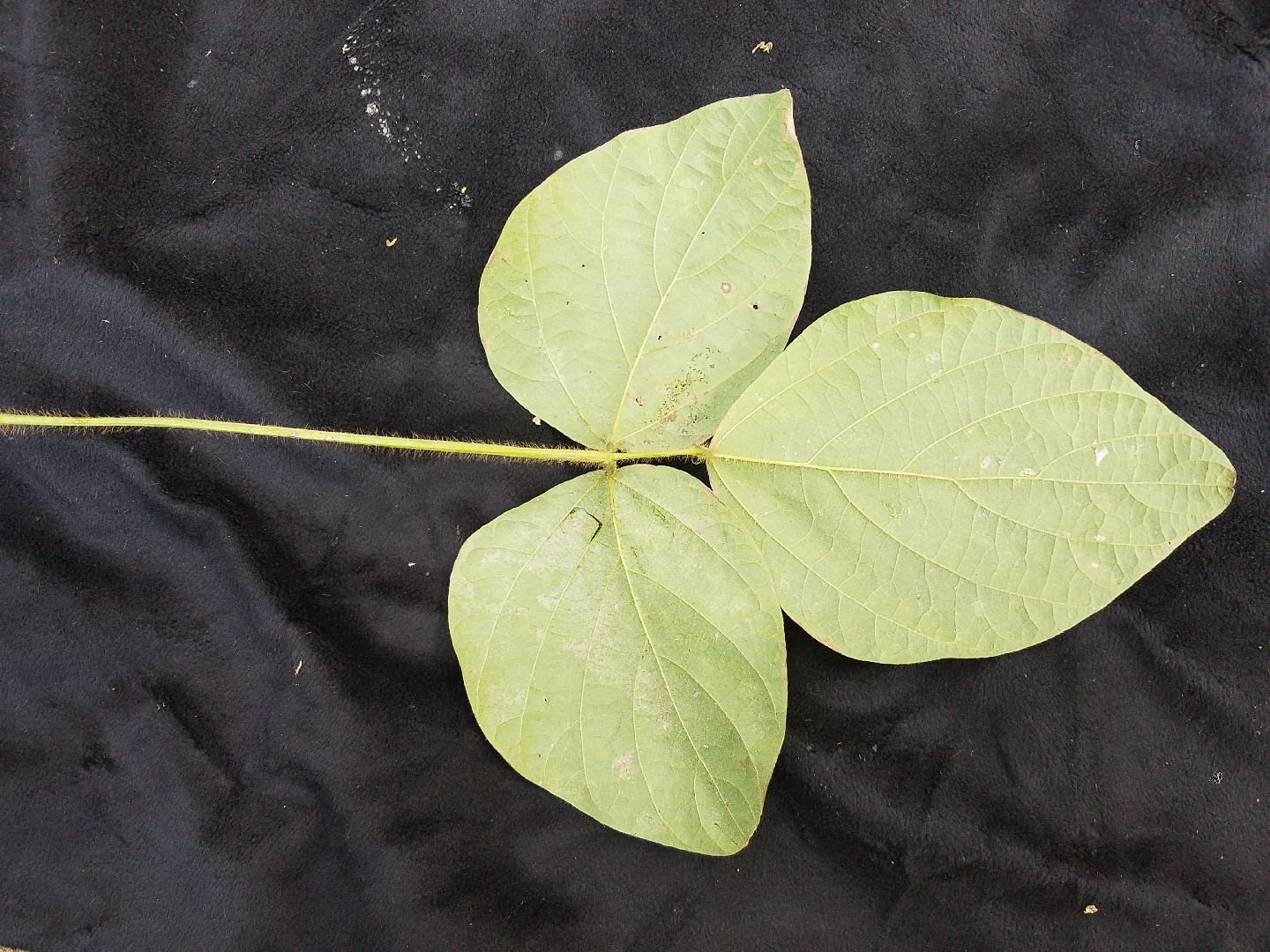 Frijolillo rabo de iguana (Calopogonium mucunoides) - PictureThis