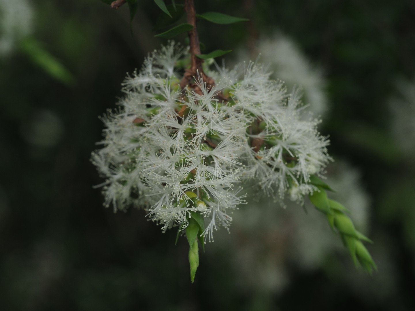 Prickly-leaved paperbark (Melaleuca styphelioides) Flower, Leaf, Care ...