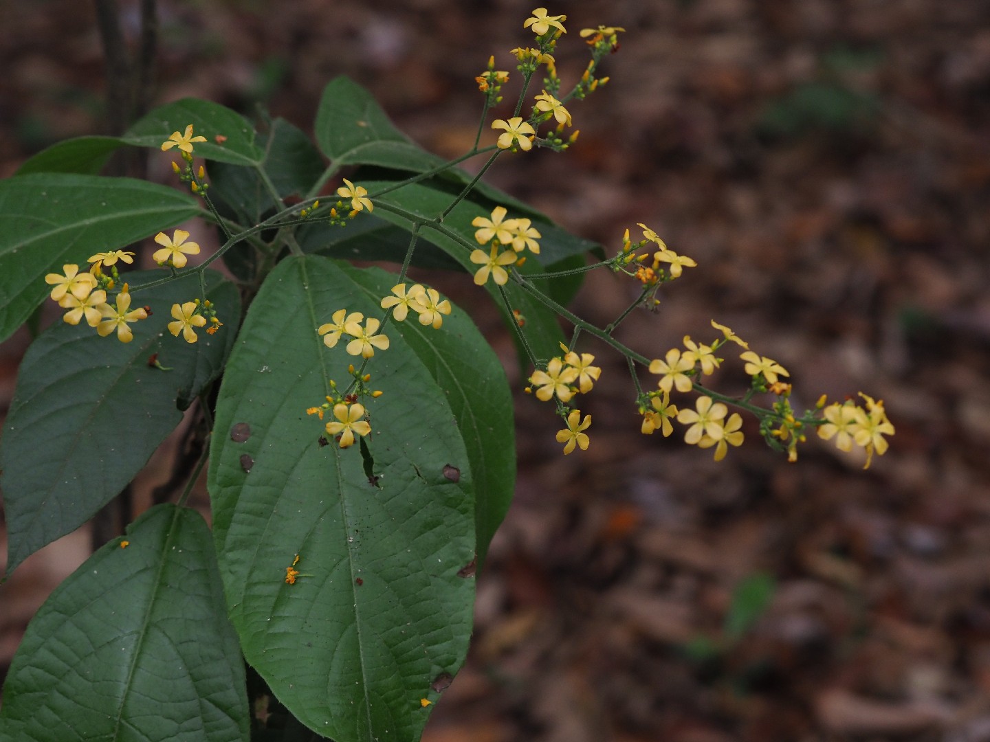 Trigonostemon Care (Watering, Fertilize, Pruning, Propagation ...