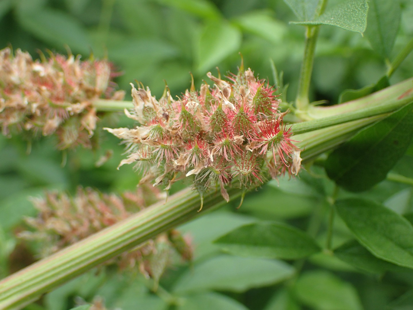 Solodka blednotzvetkovaya (Glycyrrhiza pallidiflora) - PictureThis