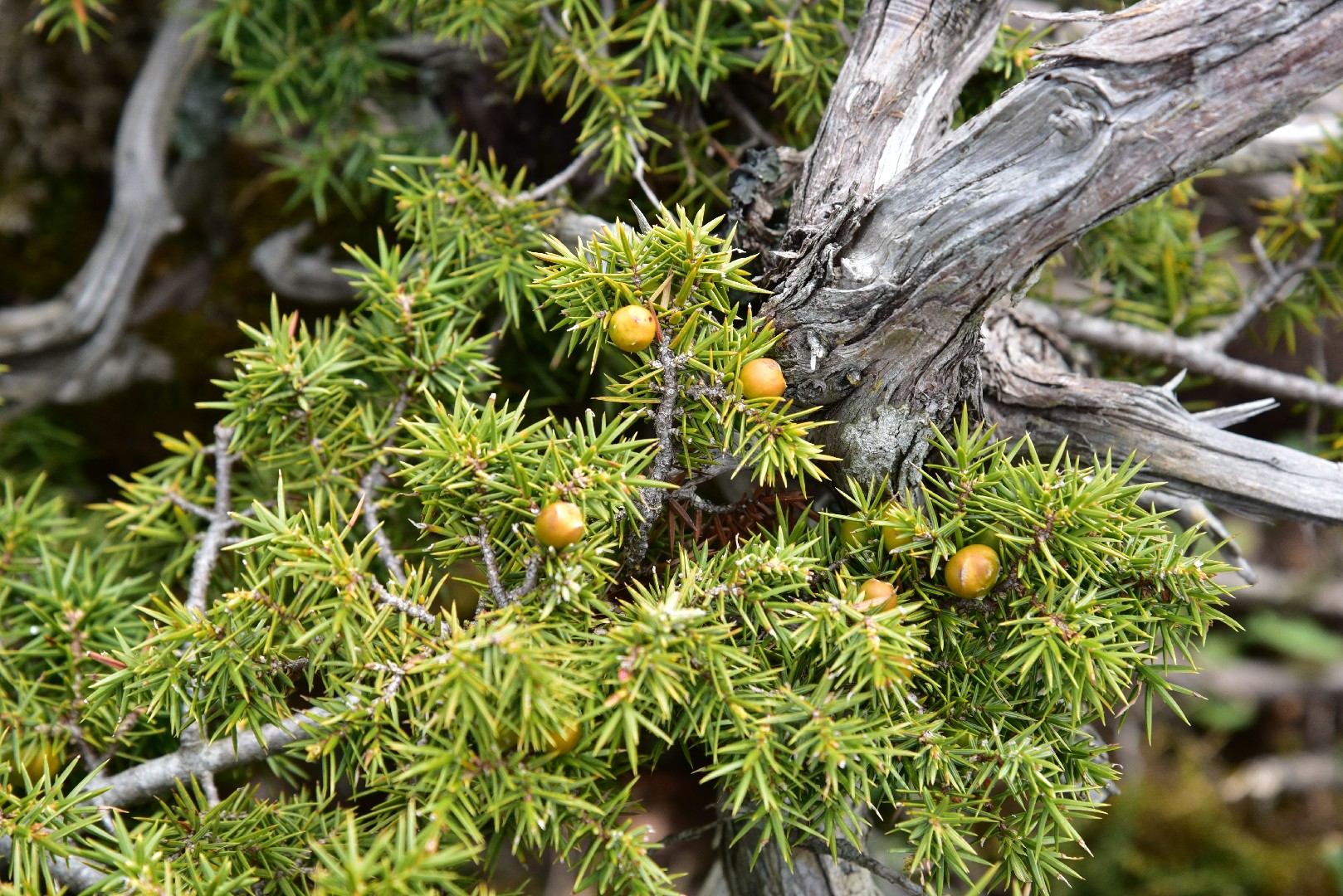 Enebro de siria (Juniperus drupacea) - PictureThis