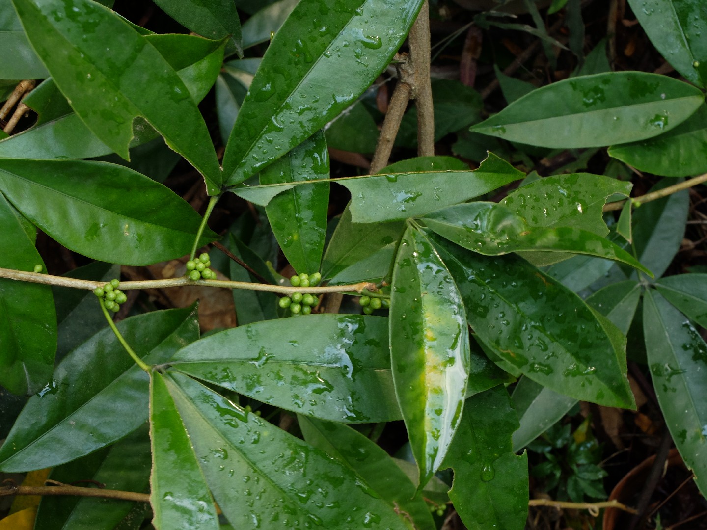 Luvunga scandens - PictureThis