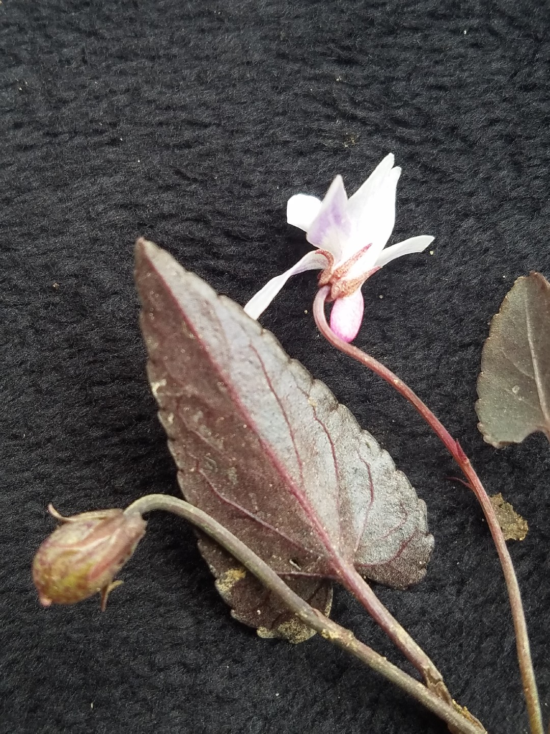 Viola violacea - PictureThis