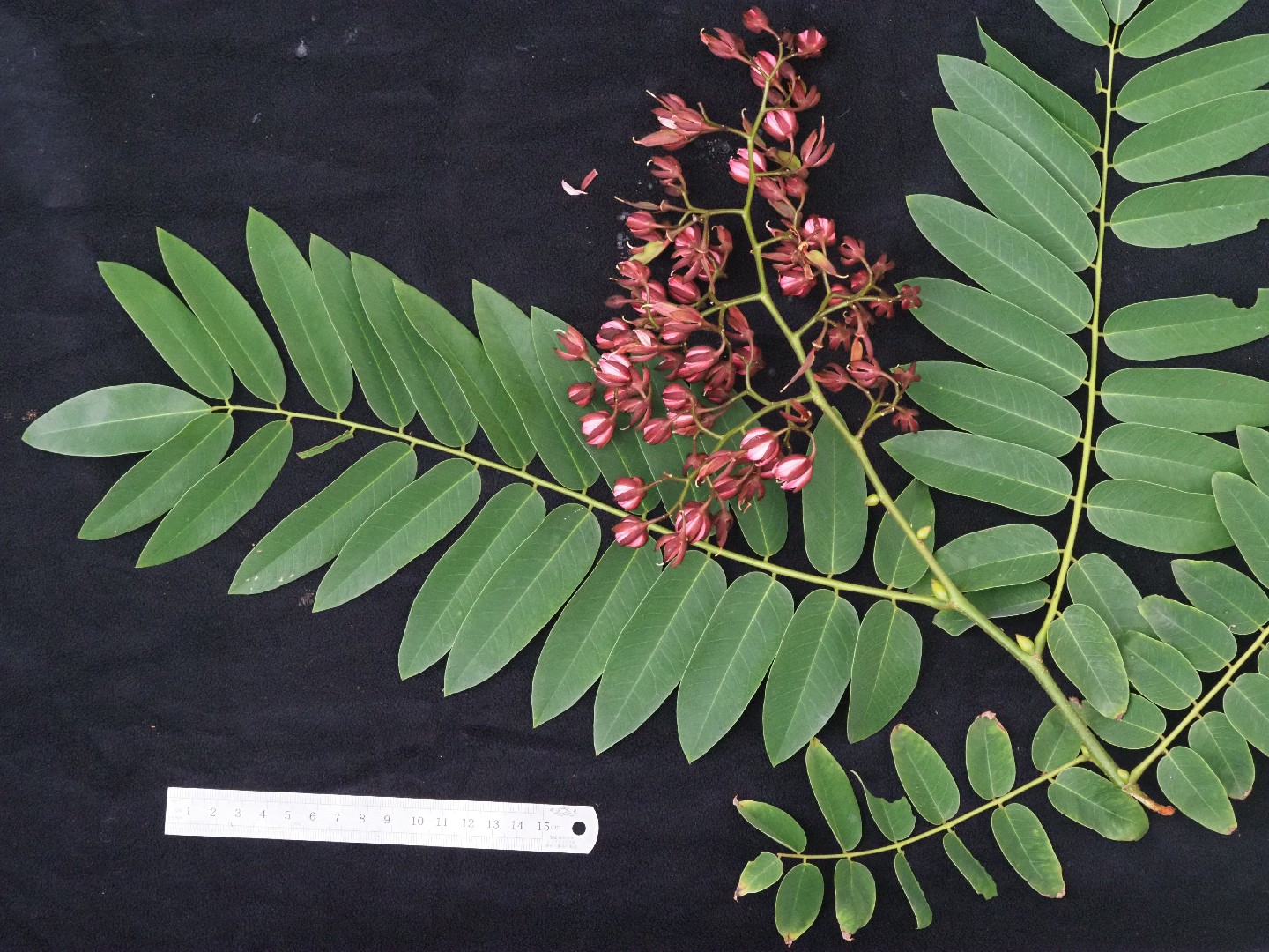 Zenia insignis Flower, Leaf, Care, Uses - PictureThis