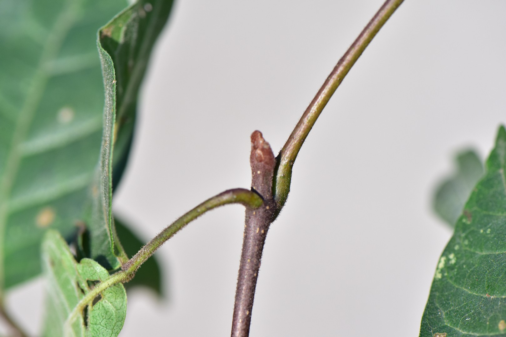 How to Plant and Grow Evodia(Tetradium ruticarpum)